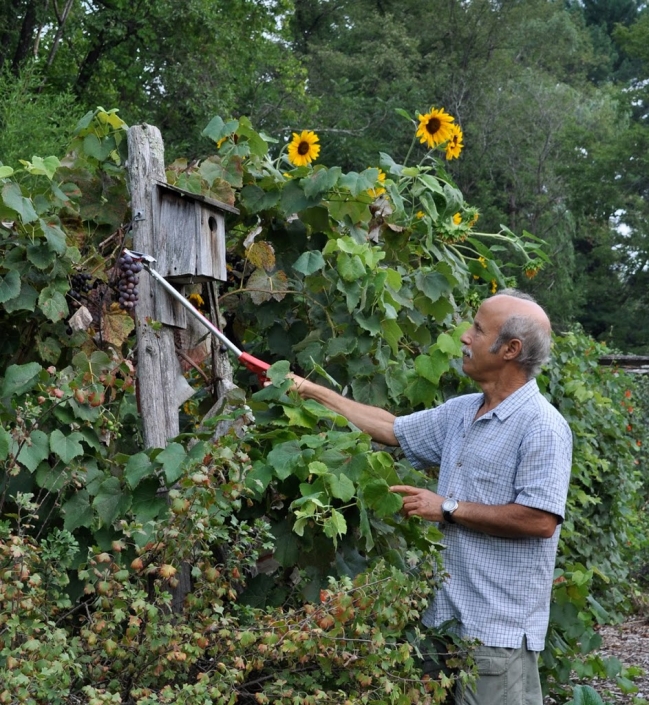 MORE OF MY FAVORITE TH . . . GRAPE VARIETIES – Lee Reich
