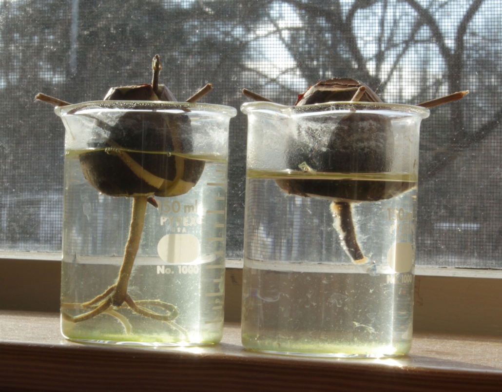 LUSTING FOR AVOCADOS, HOME GROWN, OF COURSE – Lee Reich