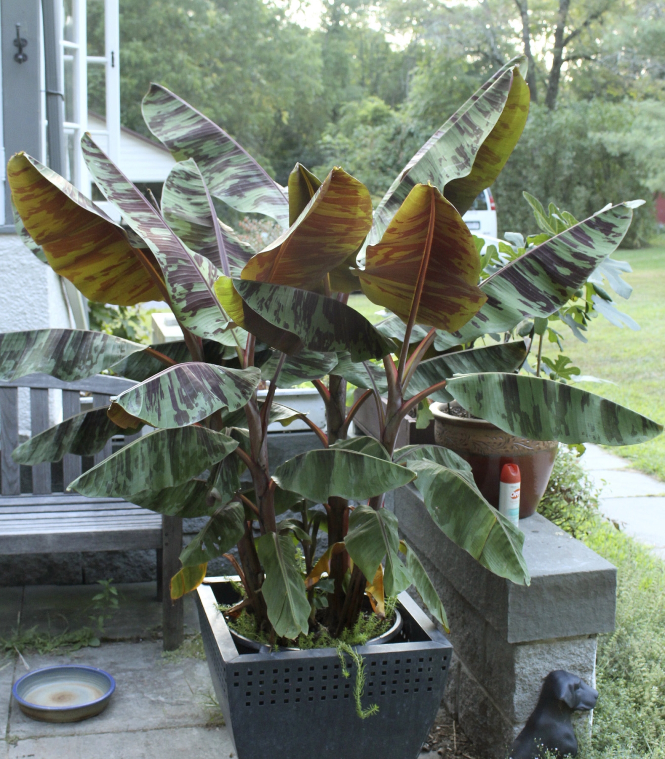 BANANAS & GINGER BRING TROPICS HERE – Lee Reich