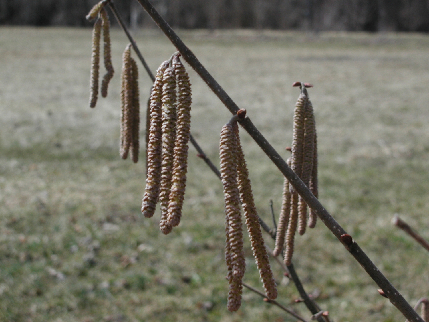 HOME GROWN GRAIN & GRAIN-ISH – Lee Reich