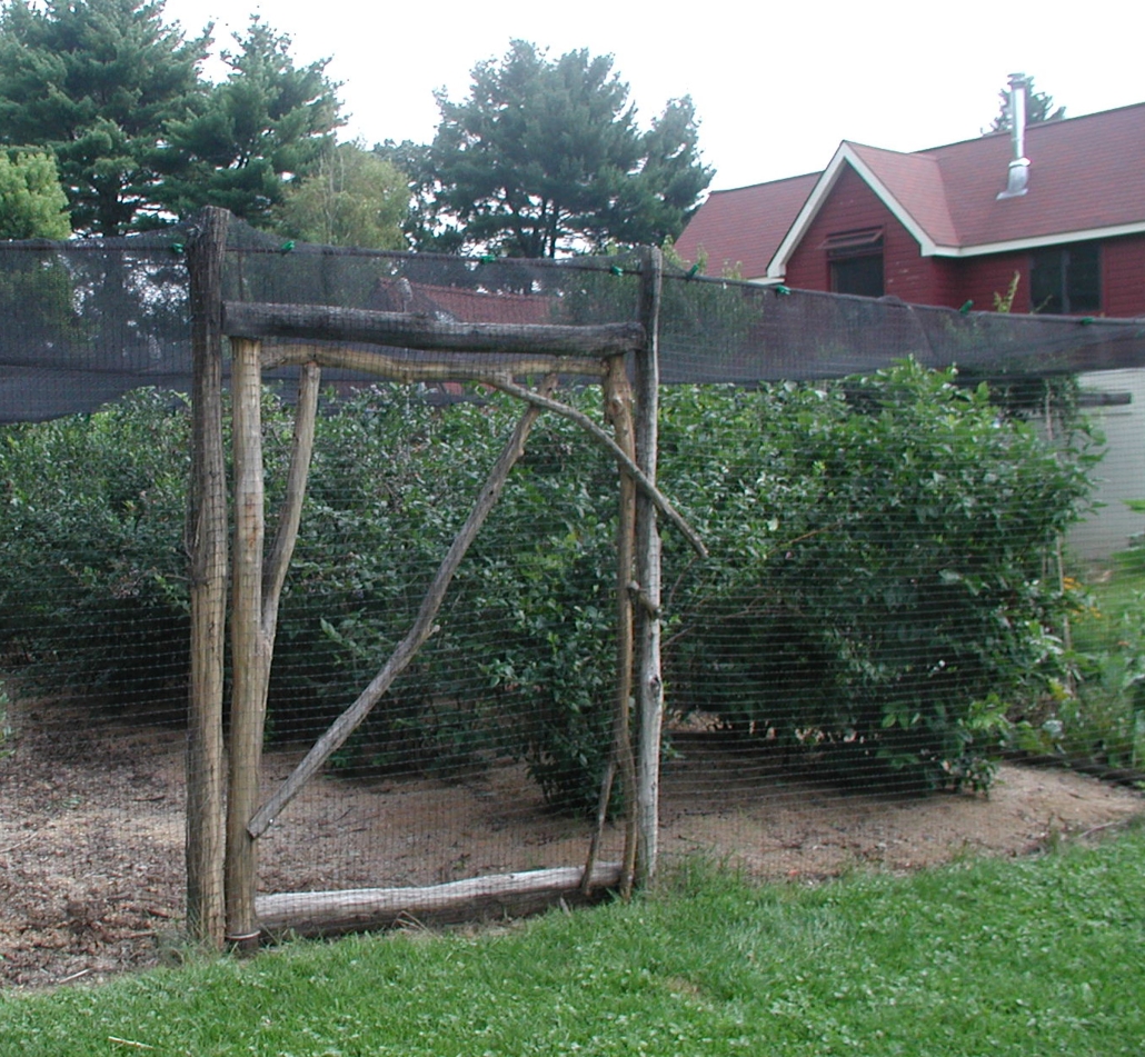 GOOD BERRIES, BAD(?) BERRIES – Lee Reich