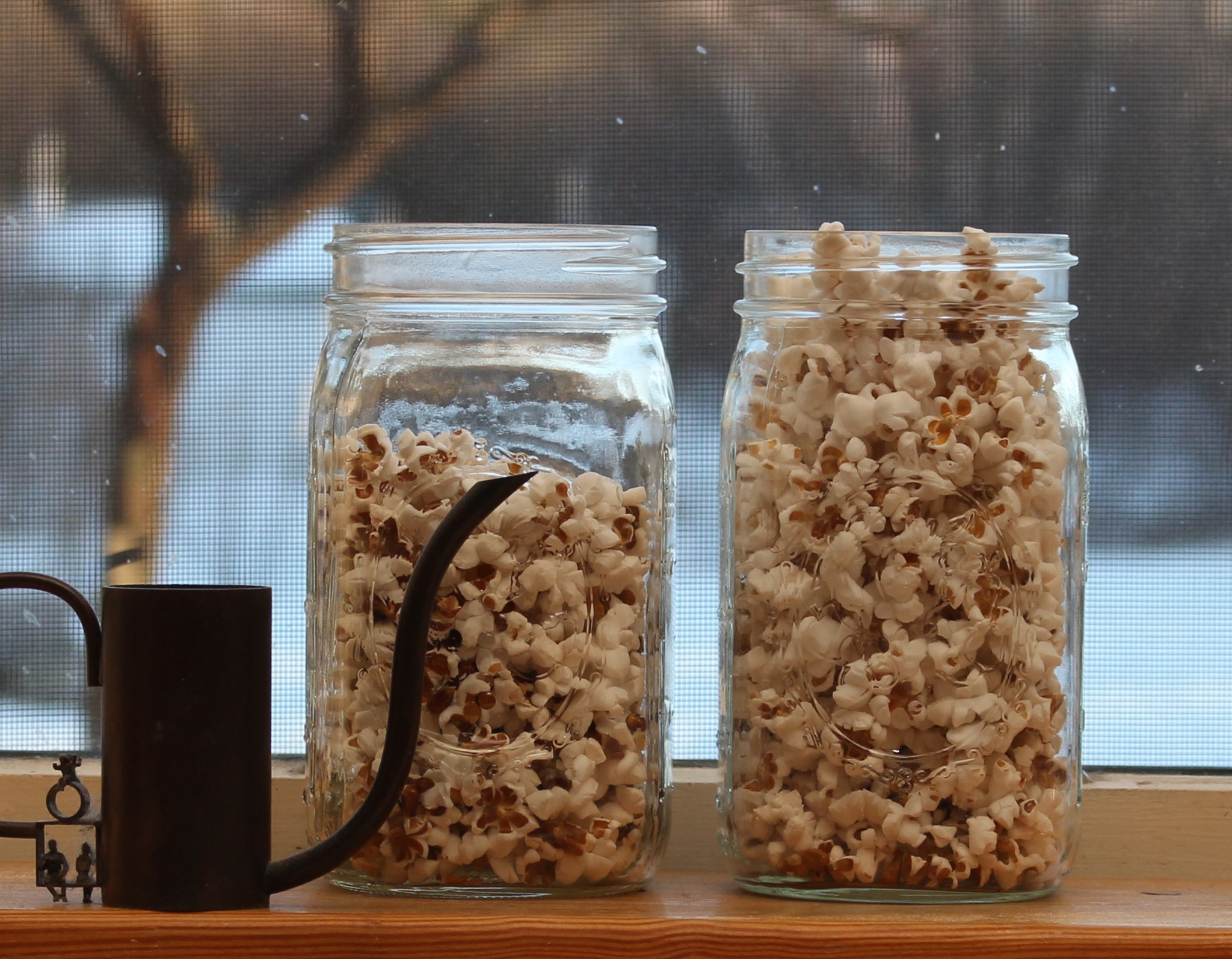 HOME GROWN GRAIN & GRAIN-ISH – Lee Reich