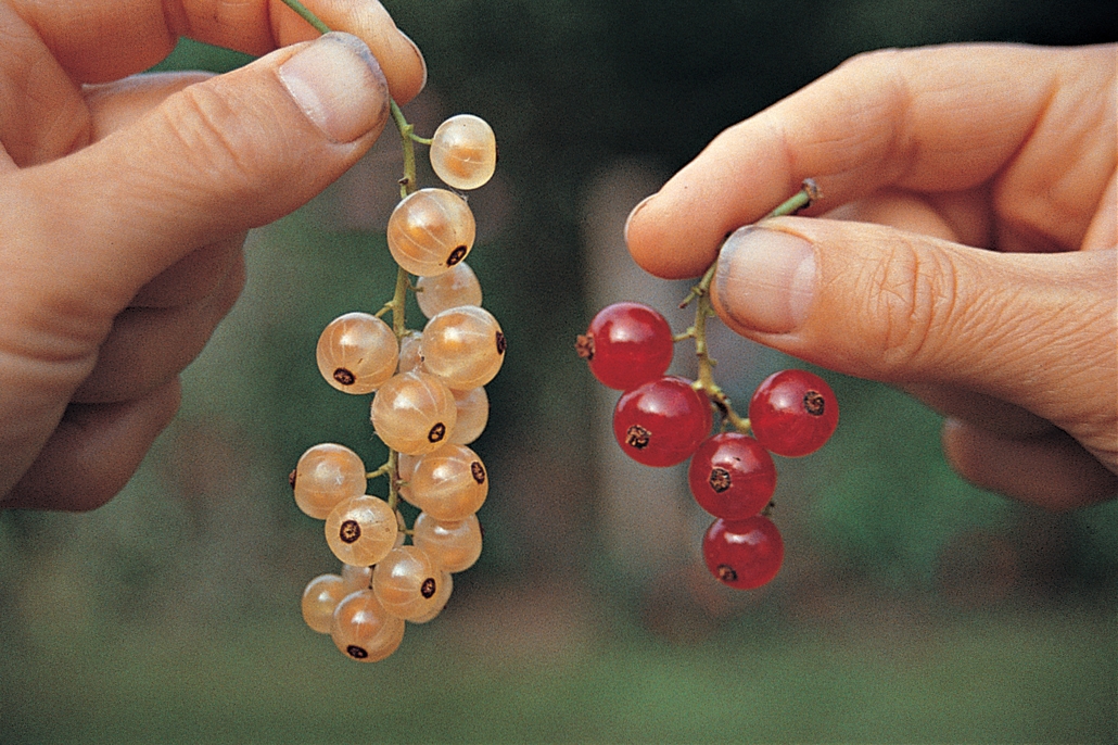SO MANY FRUITS, SO LITTLE . . . ? – Lee Reich
