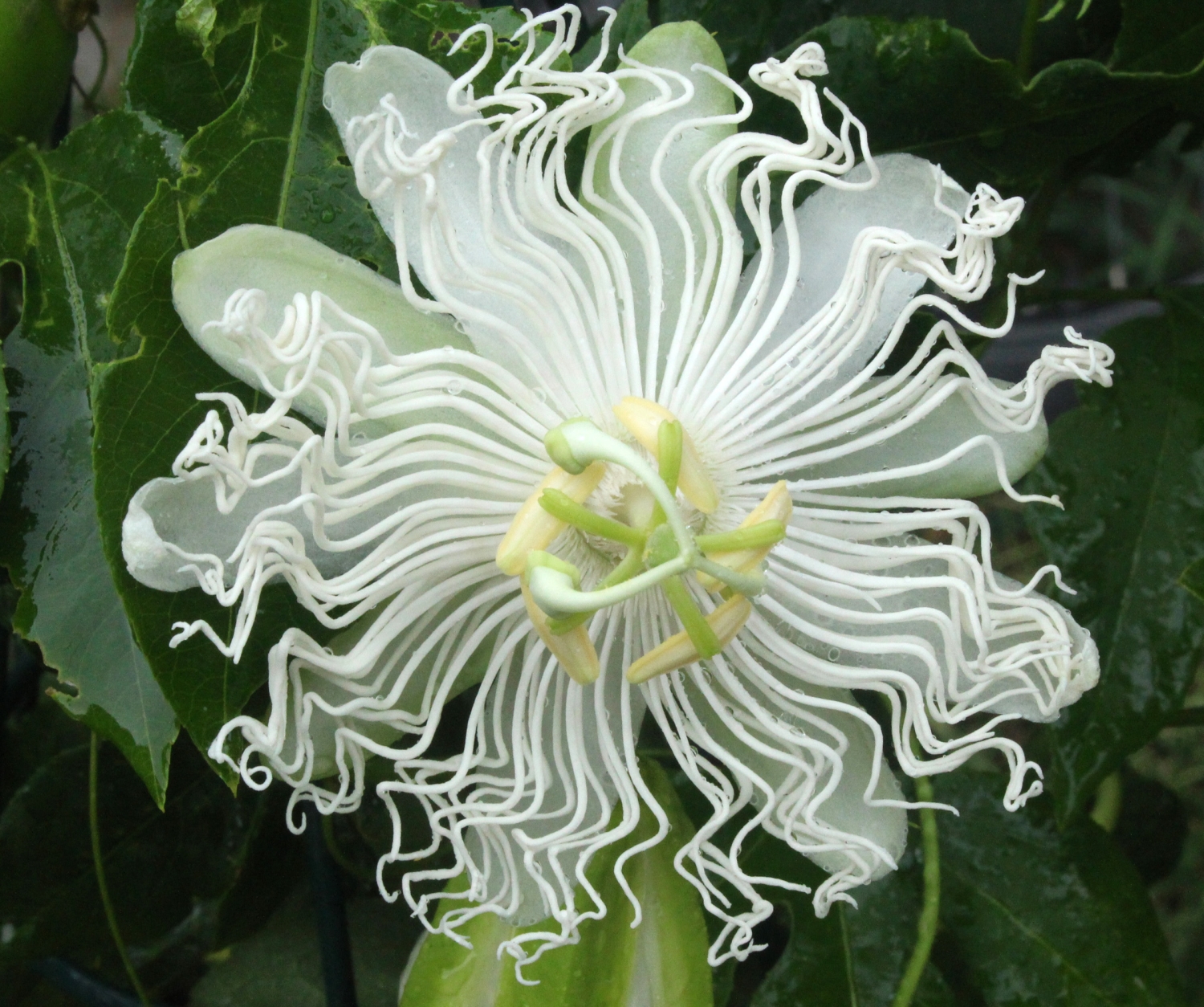 MAYPOP & ASPARAGUS, BEAUTIFUL & EDIBLE – Lee Reich