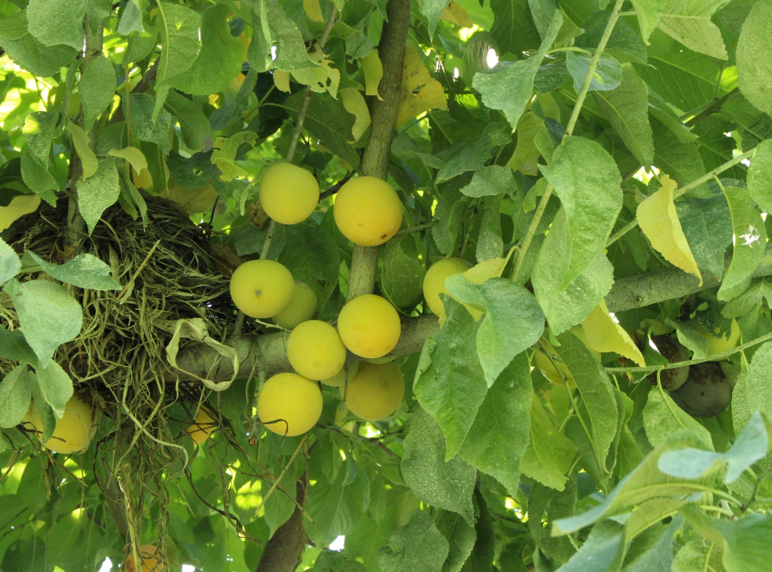 SUNNY DAYS & YOGA, BUT TOMATOES? – Lee Reich