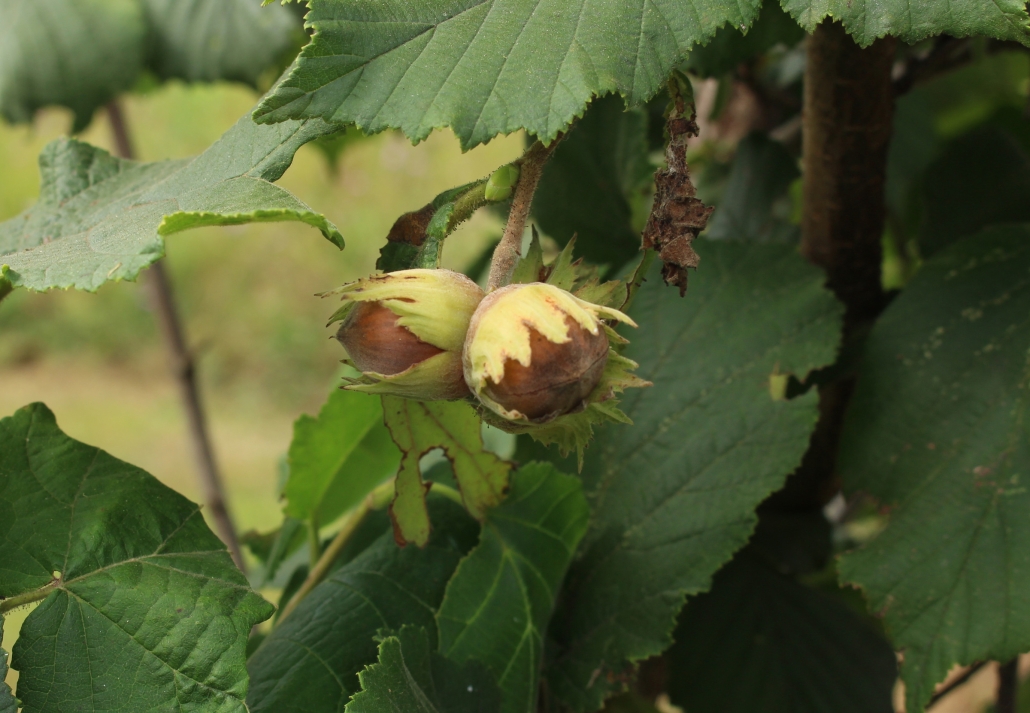 Hazels, Filberts, Cobnuts; Good by any Name – Lee Reich