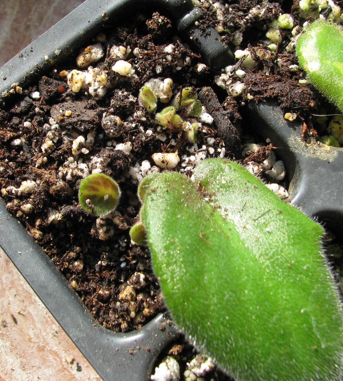 FLOWERS ALL WINTER – Lee Reich