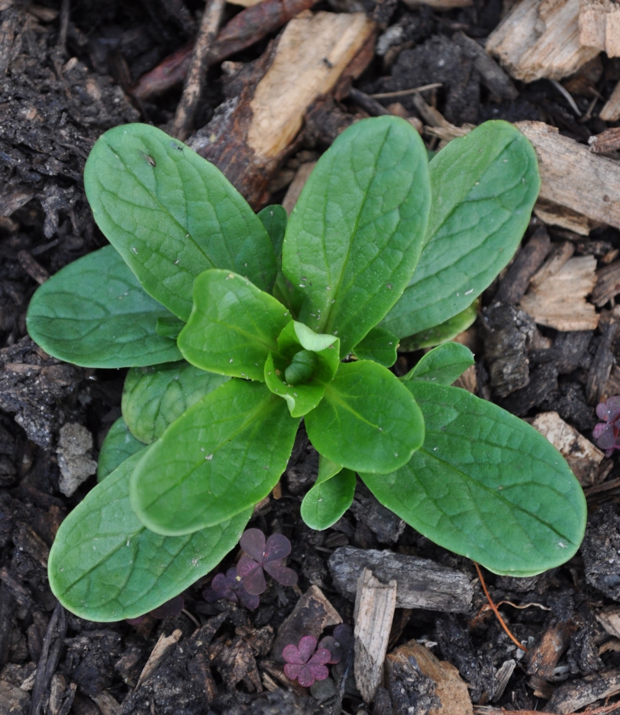 GREENING UP – Lee Reich