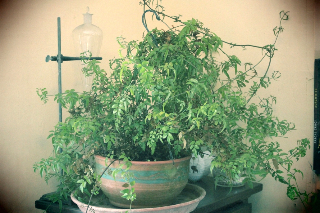 FAILURES, SUCCESSES – Lee Reich