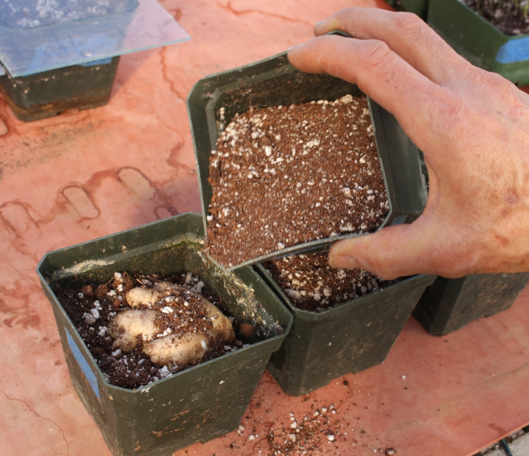 SUMMER WEATHER, PLANT THE GREENHOUSE – Lee Reich