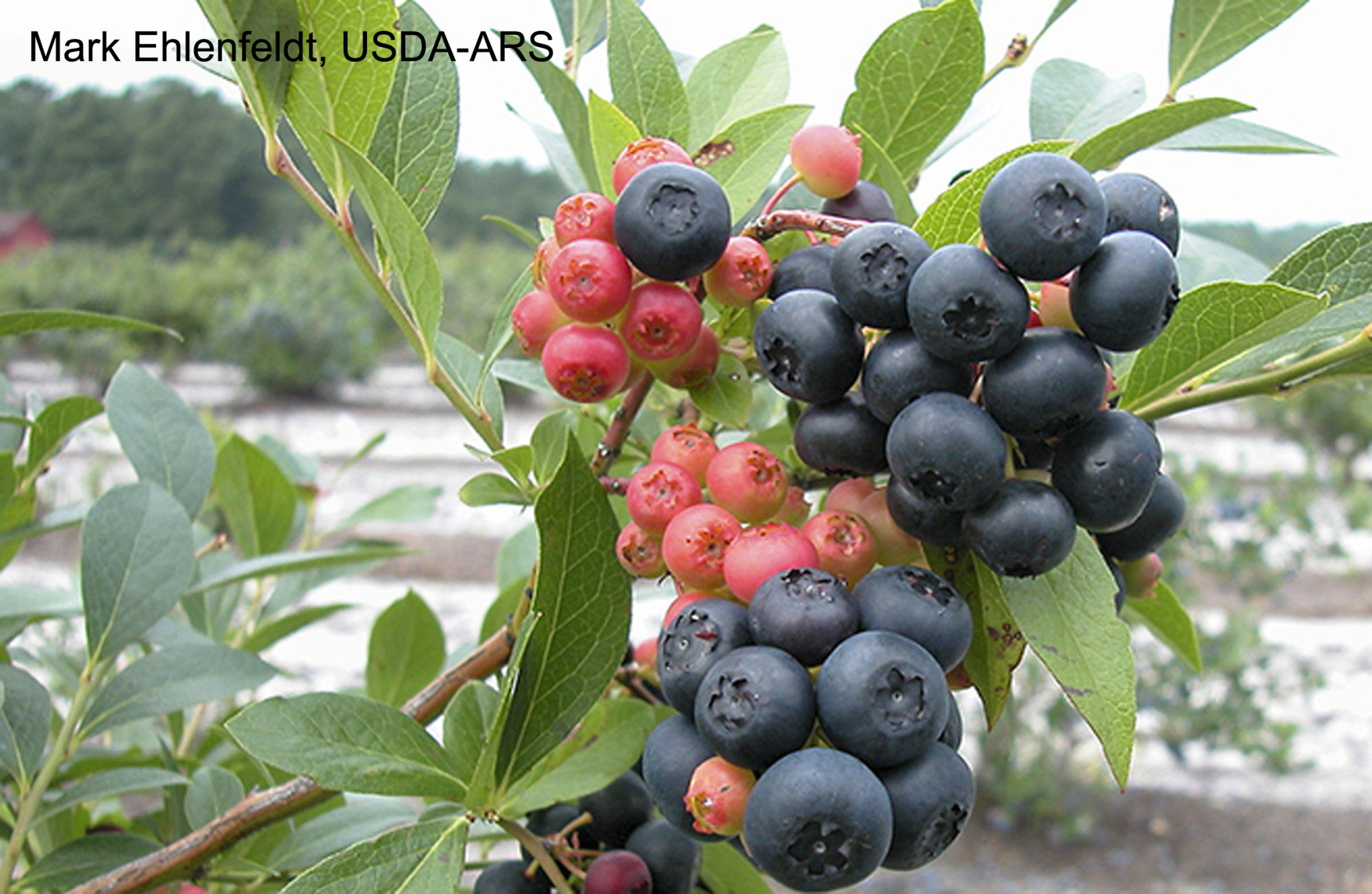 HEAVEN AND(?) SOME HELL – Lee Reich