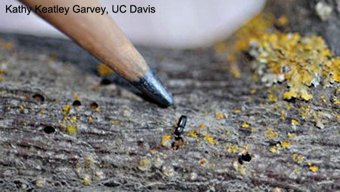 PESTS, INCLUDING ME(?) – Lee Reich