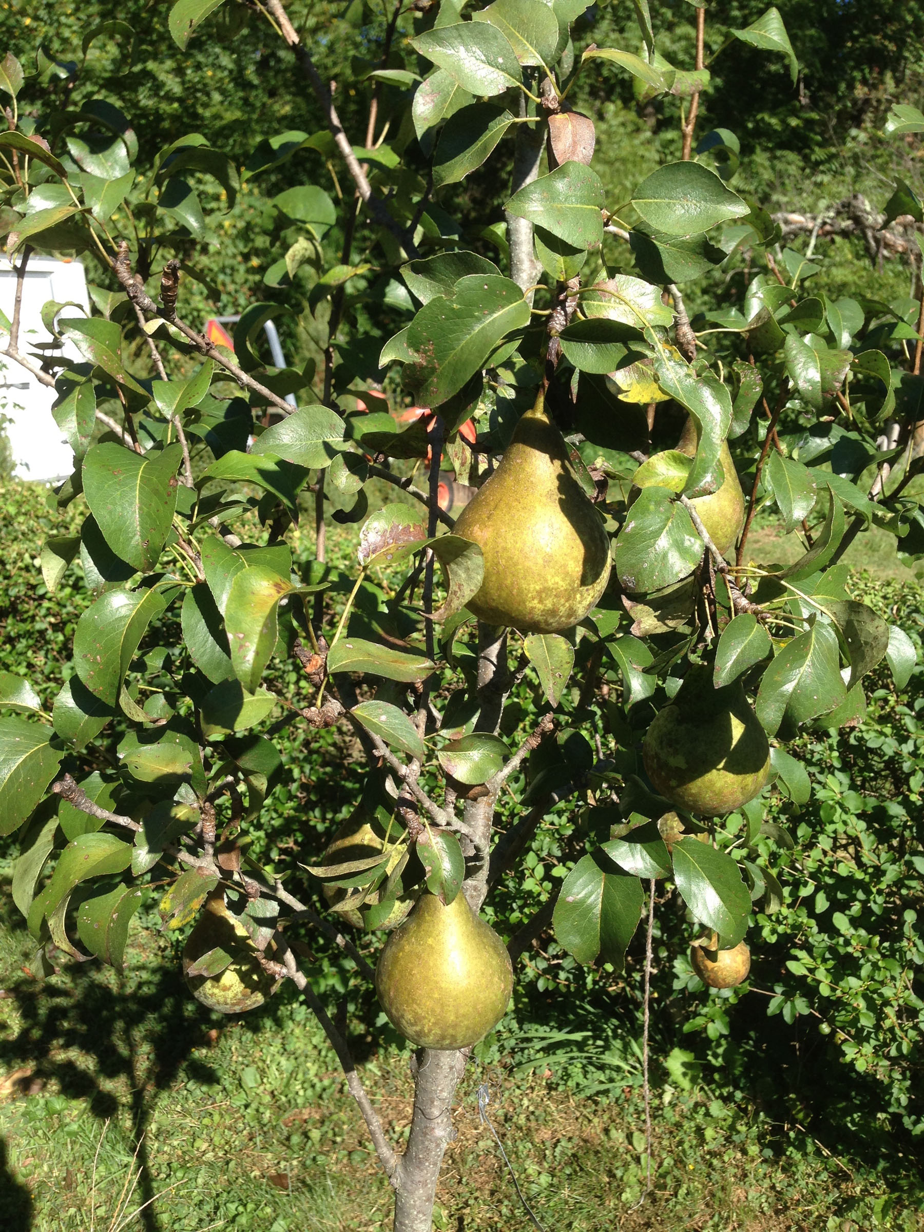 FRUIT HARVEST, WHEN? – Lee Reich