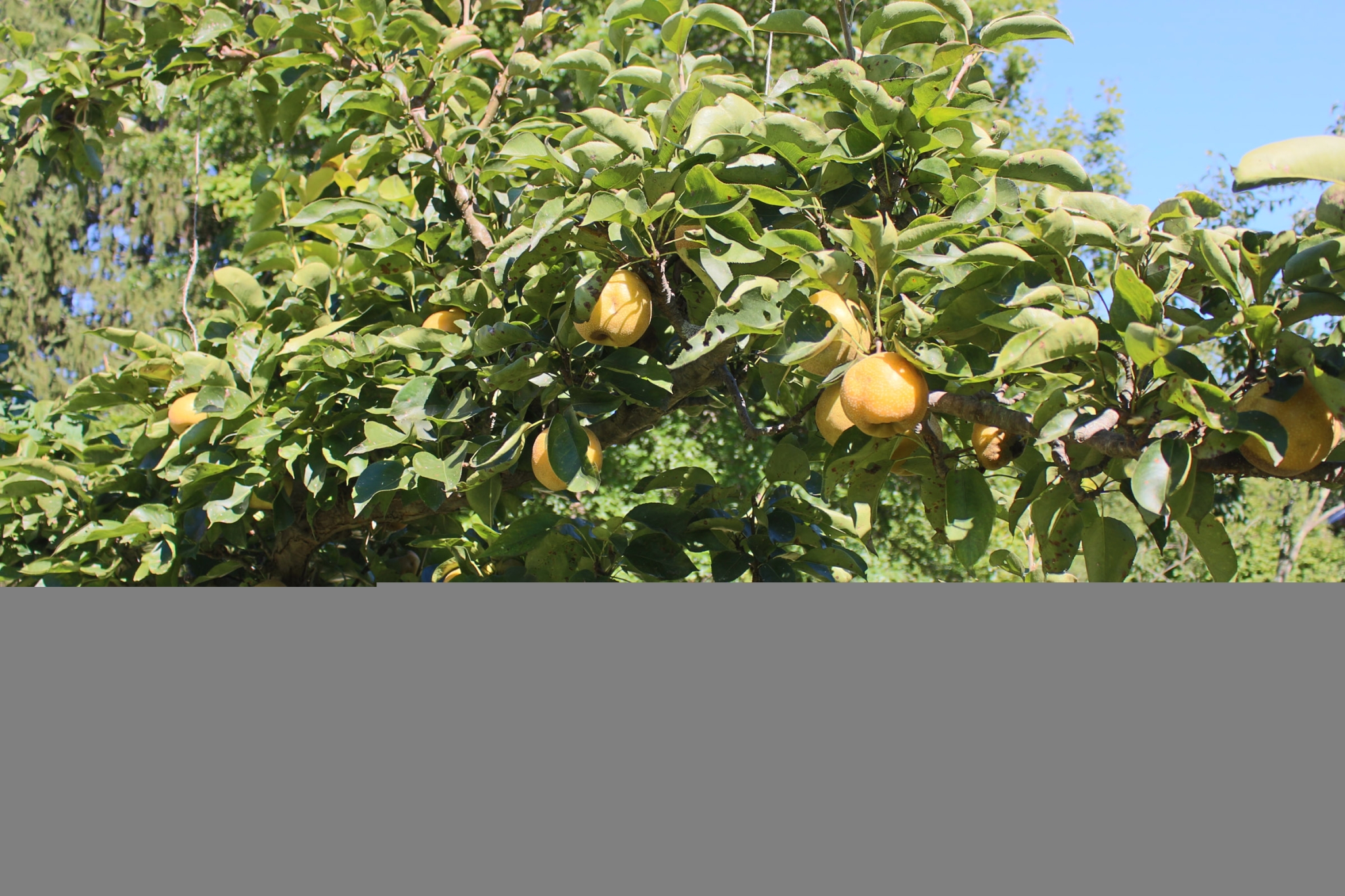 FRUIT HARVEST, WHEN? – Lee Reich