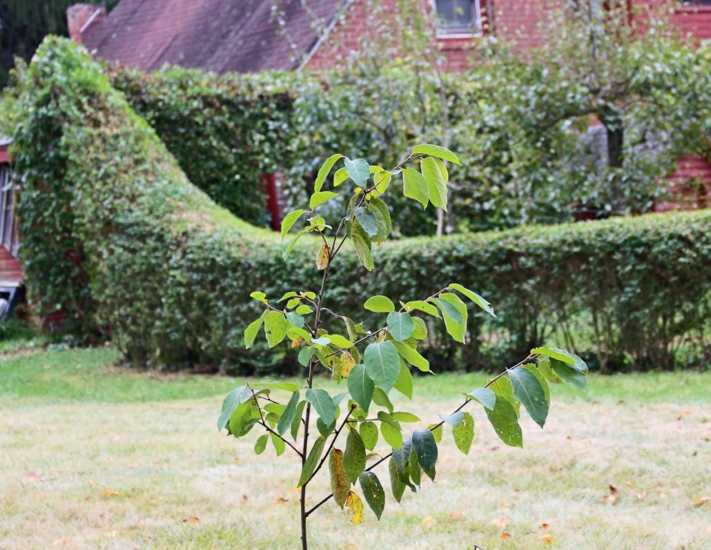 THE WEATHER, AND BLACKCAPS – Lee Reich