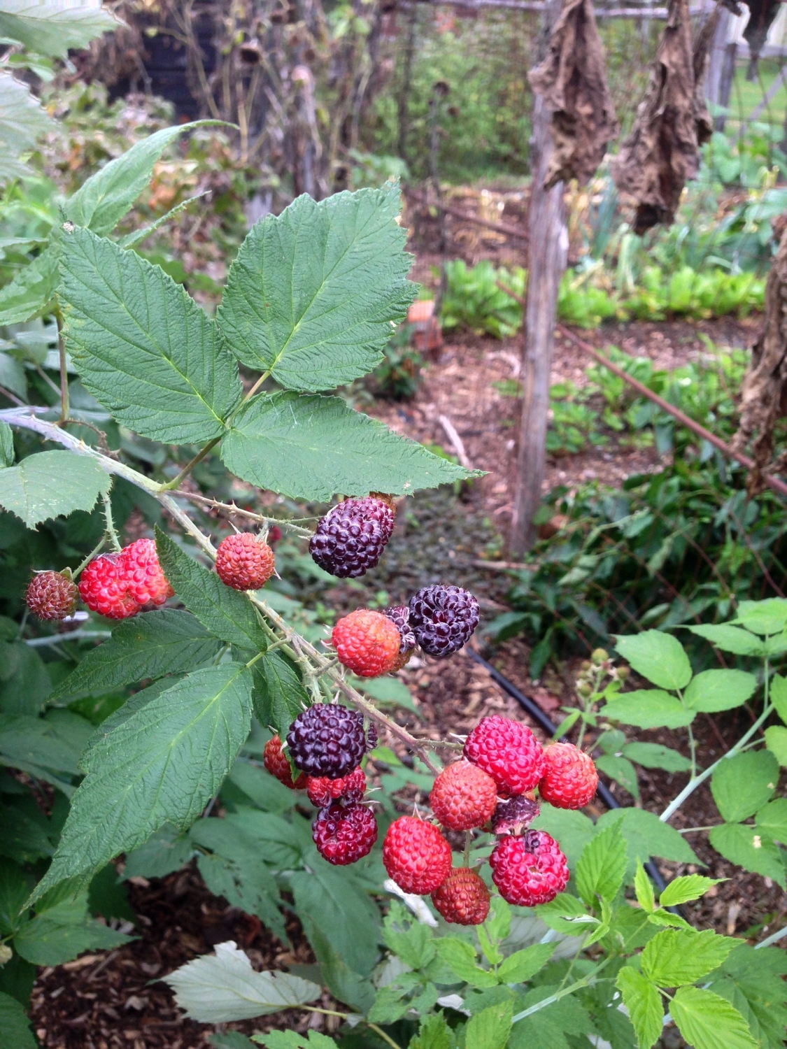 THE WEATHER, AND BLACKCAPS – Lee Reich