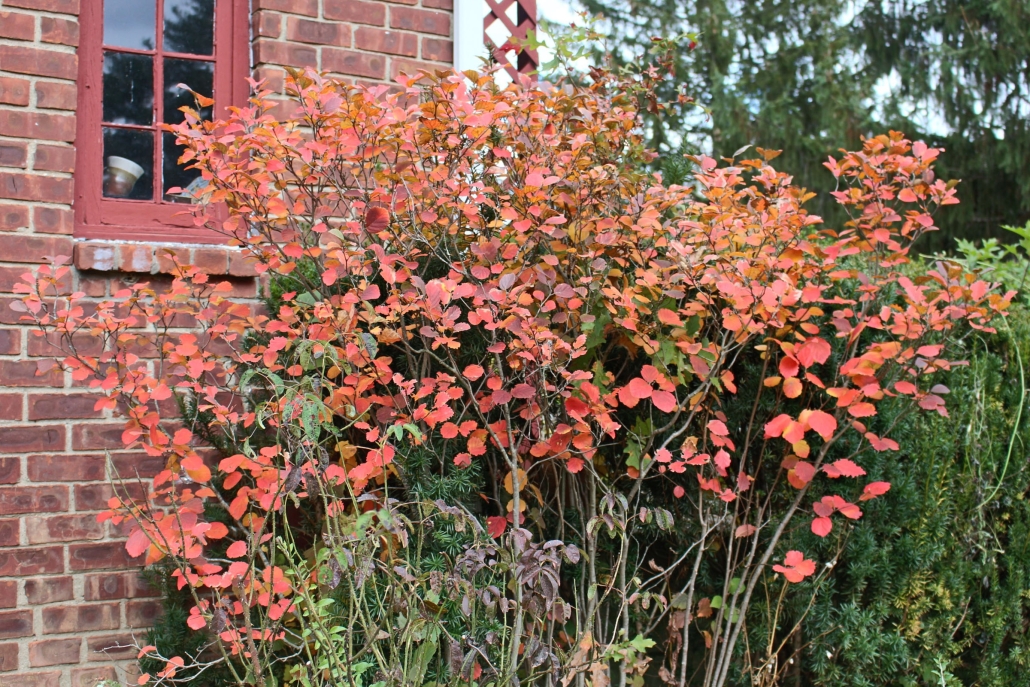 CHANGING STEMS, CHANGING LEAVES – Lee Reich