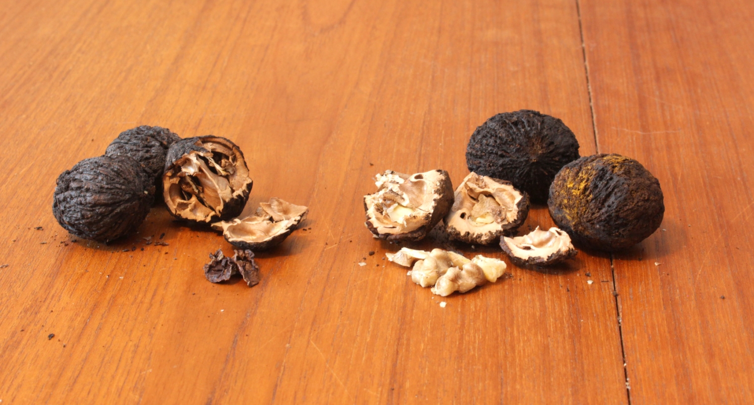 NUTS, SOME GOOD, SOME BAD, AND NEW(!) PLANTS – Lee Reich