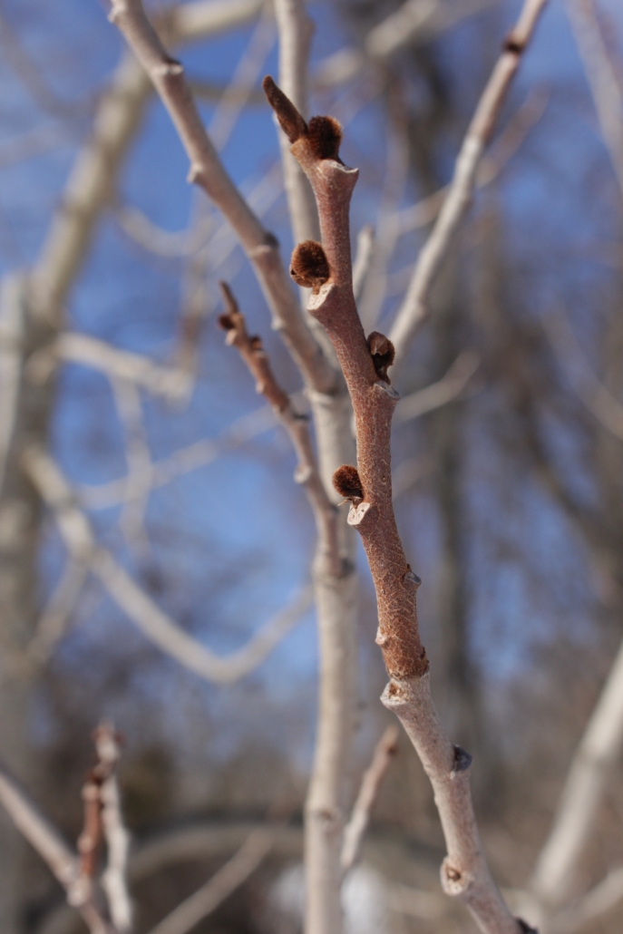 I TAKE A CLOSER LOOK, AND LIKE WHAT I SEE – Lee Reich