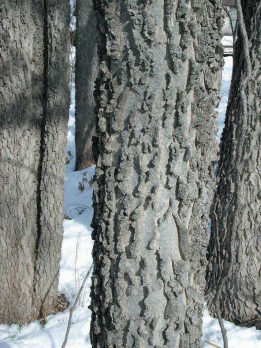 I TAKE A CLOSER LOOK, AND LIKE WHAT I SEE – Lee Reich