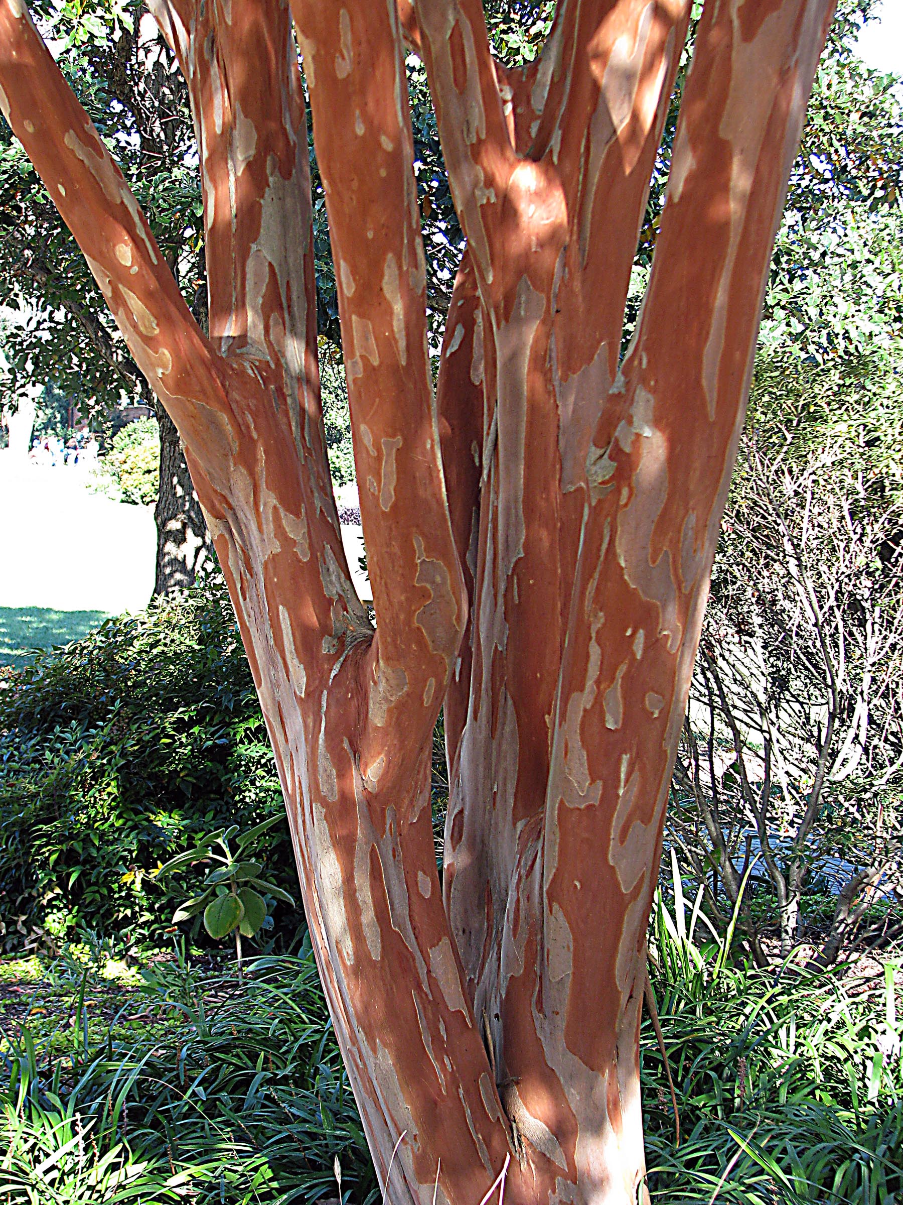 I TAKE A CLOSER LOOK, AND LIKE WHAT I SEE – Lee Reich