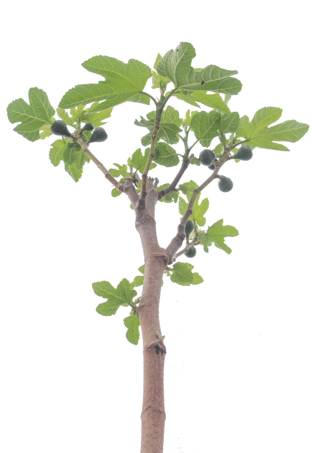 IT’S FIG SEASON! – Lee Reich