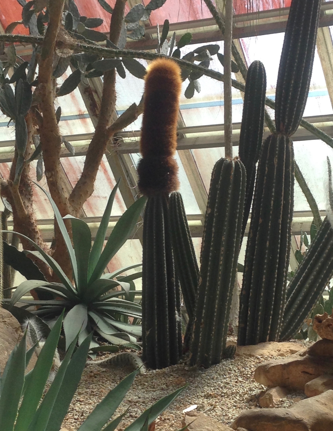 HOUSEPLANTS THRIVE DURING MY CUBAN GETAWAY – Lee Reich