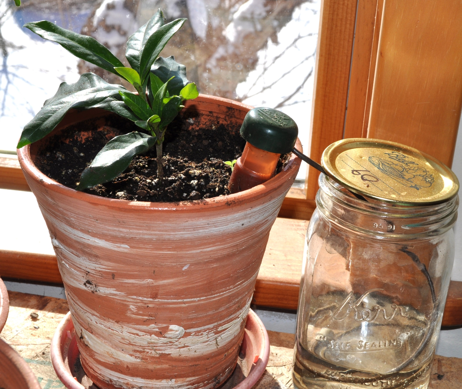 HOUSEPLANTS THRIVE DURING MY CUBAN GETAWAY – Lee Reich