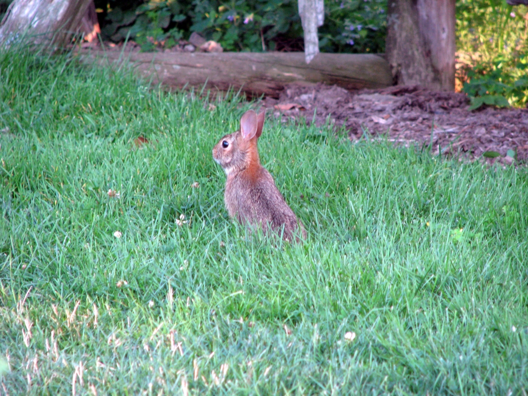 BLEEDING PLANTS, WHAT ABOUT RABBITS? – Lee Reich
