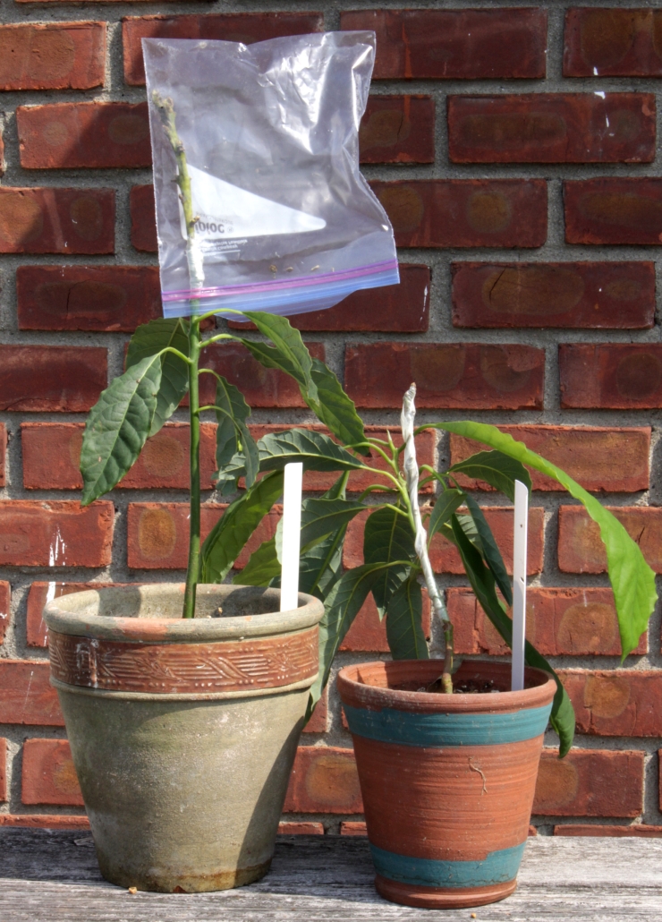 PERENNIAL VEGGIES AND A DEAD AVOCADO – Lee Reich