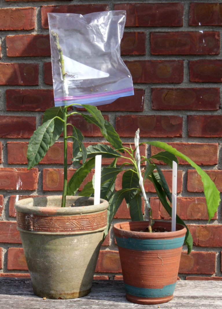 PERENNIAL VEGGIES AND A DEAD AVOCADO – Lee Reich