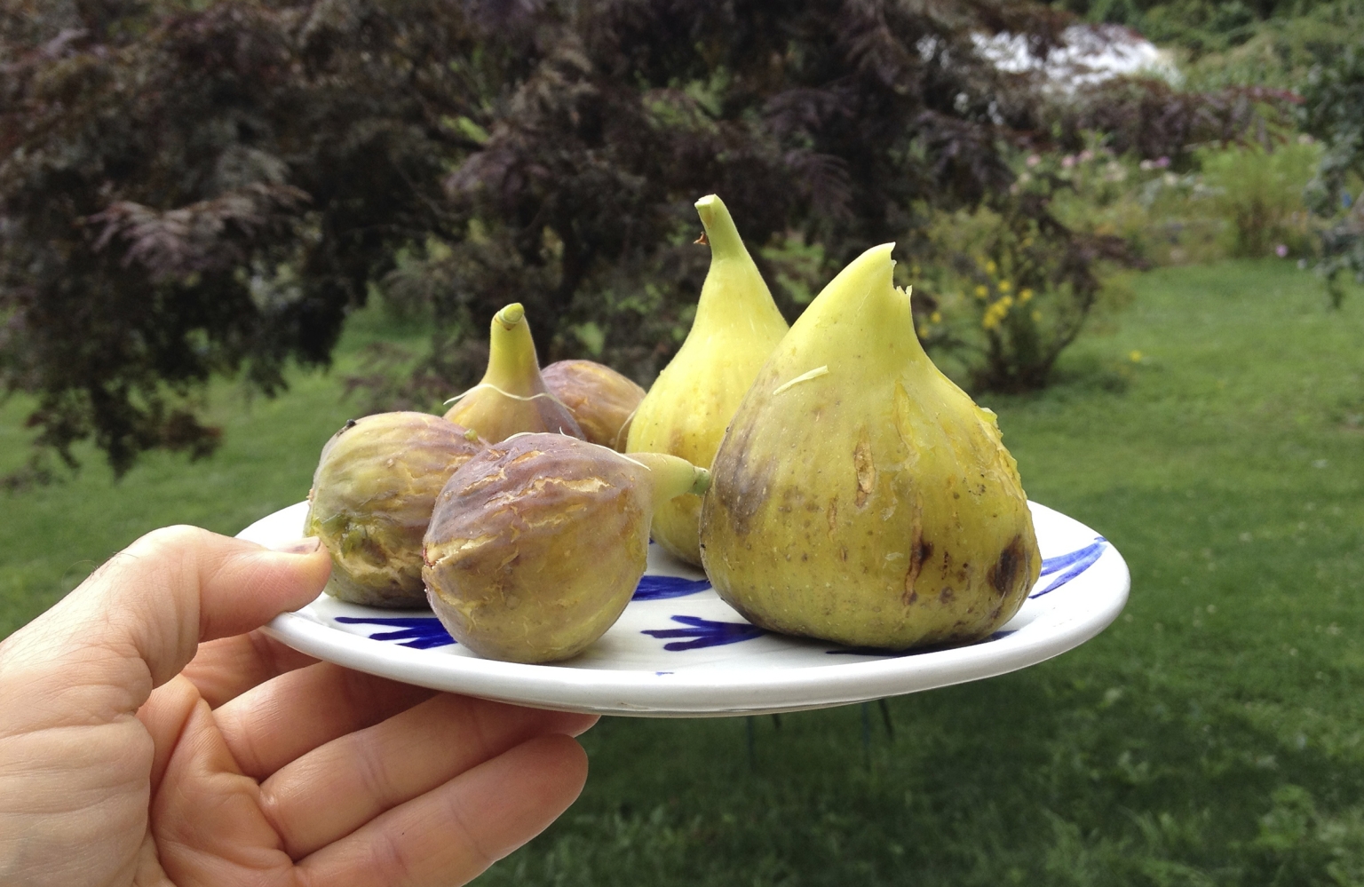 Northern Figs? Yes! – Lee Reich
