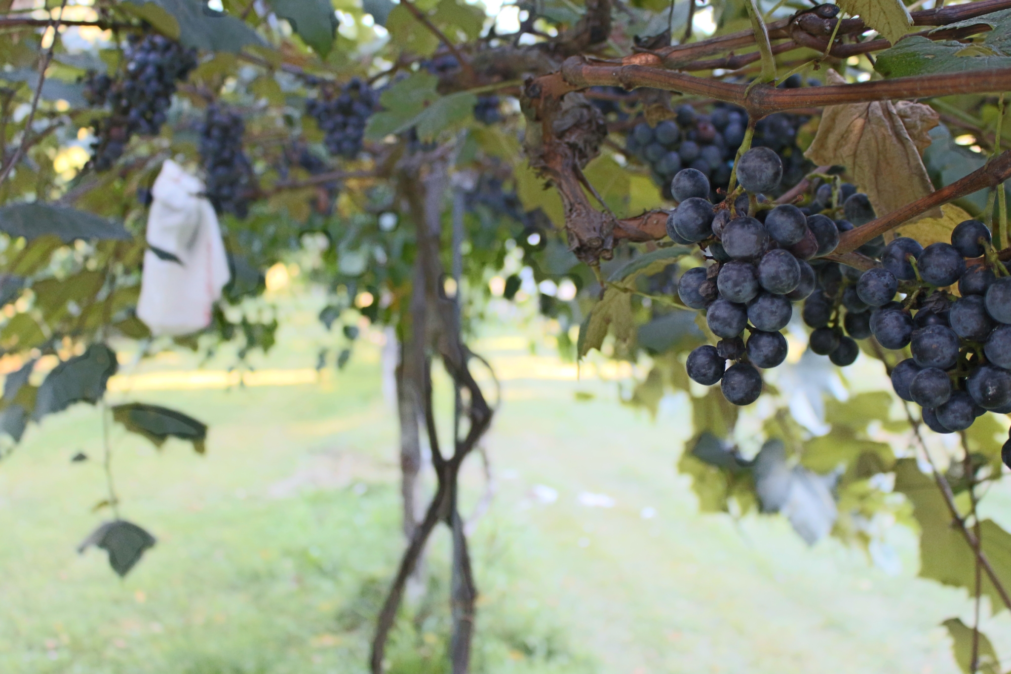 Grapes And Onions – Lee Reich