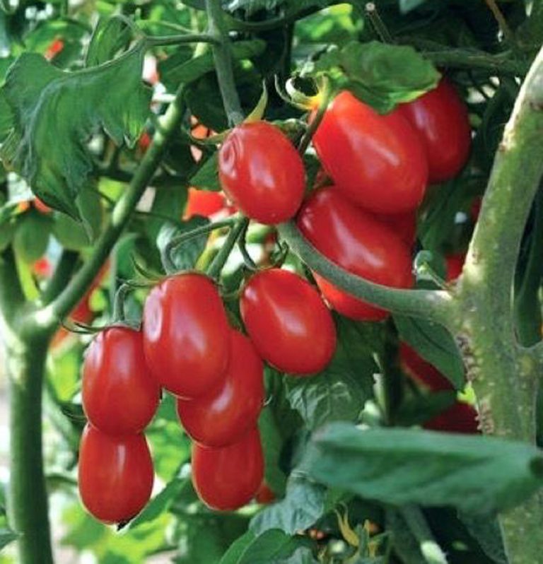 Making My Bed(s); The “Best” Tomato – Lee Reich