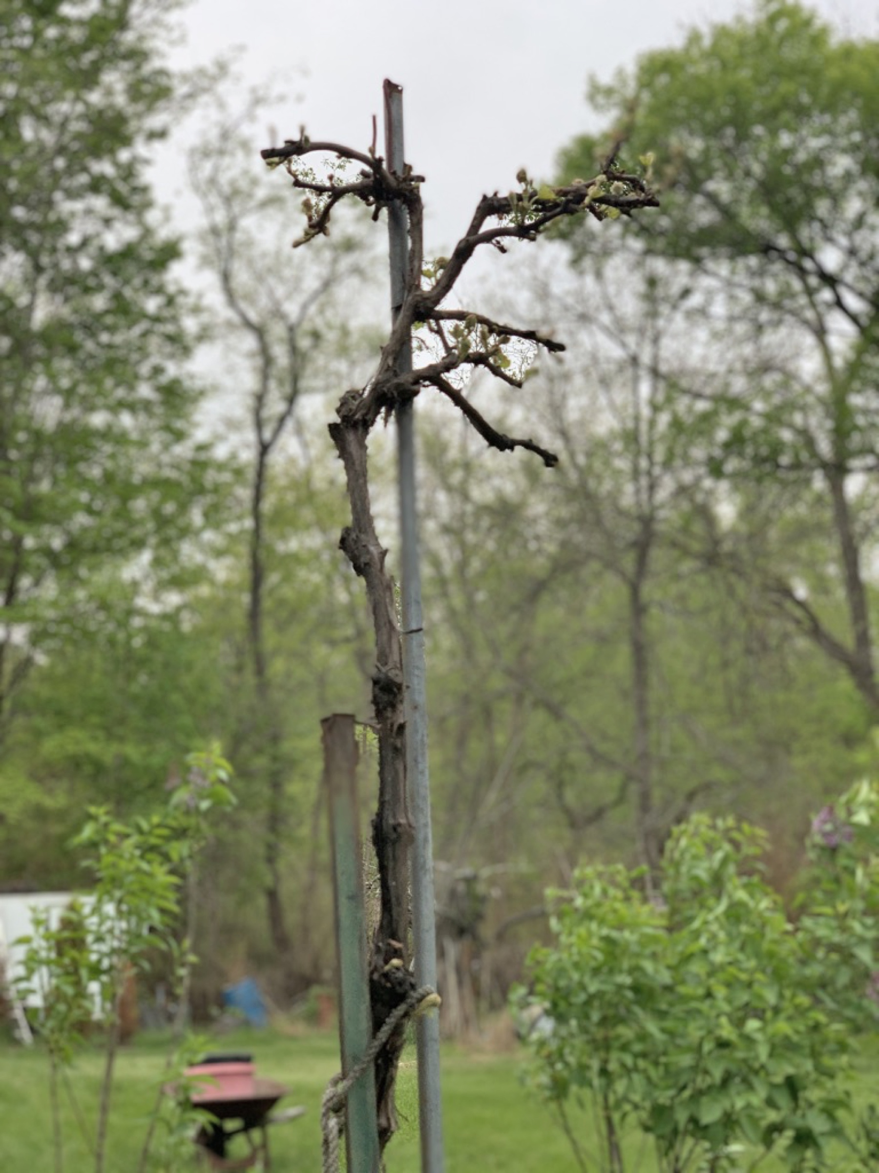 Grape Futures – Lee Reich