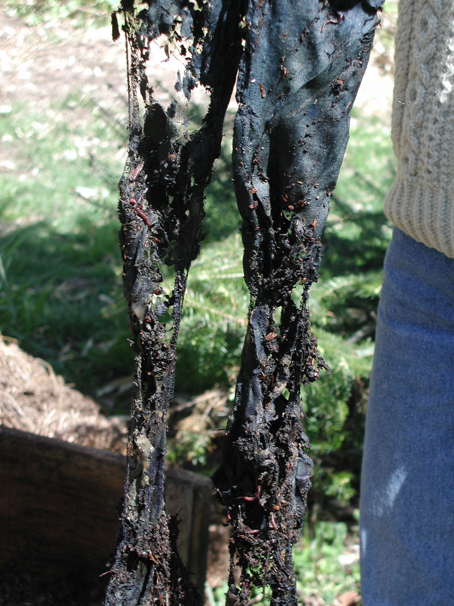 Of Corn and Compost – Lee Reich