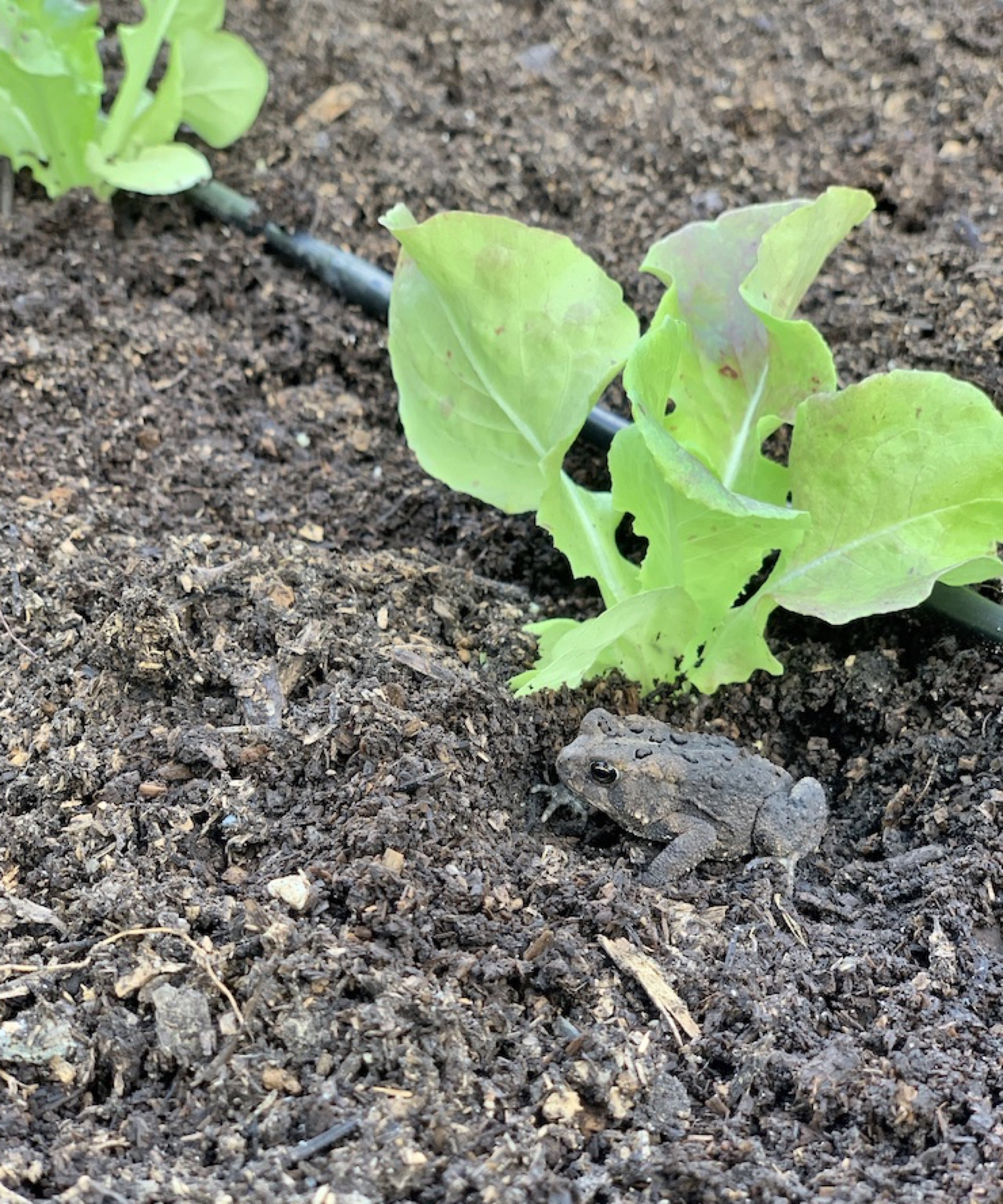 Interesting and Fun – Lee Reich