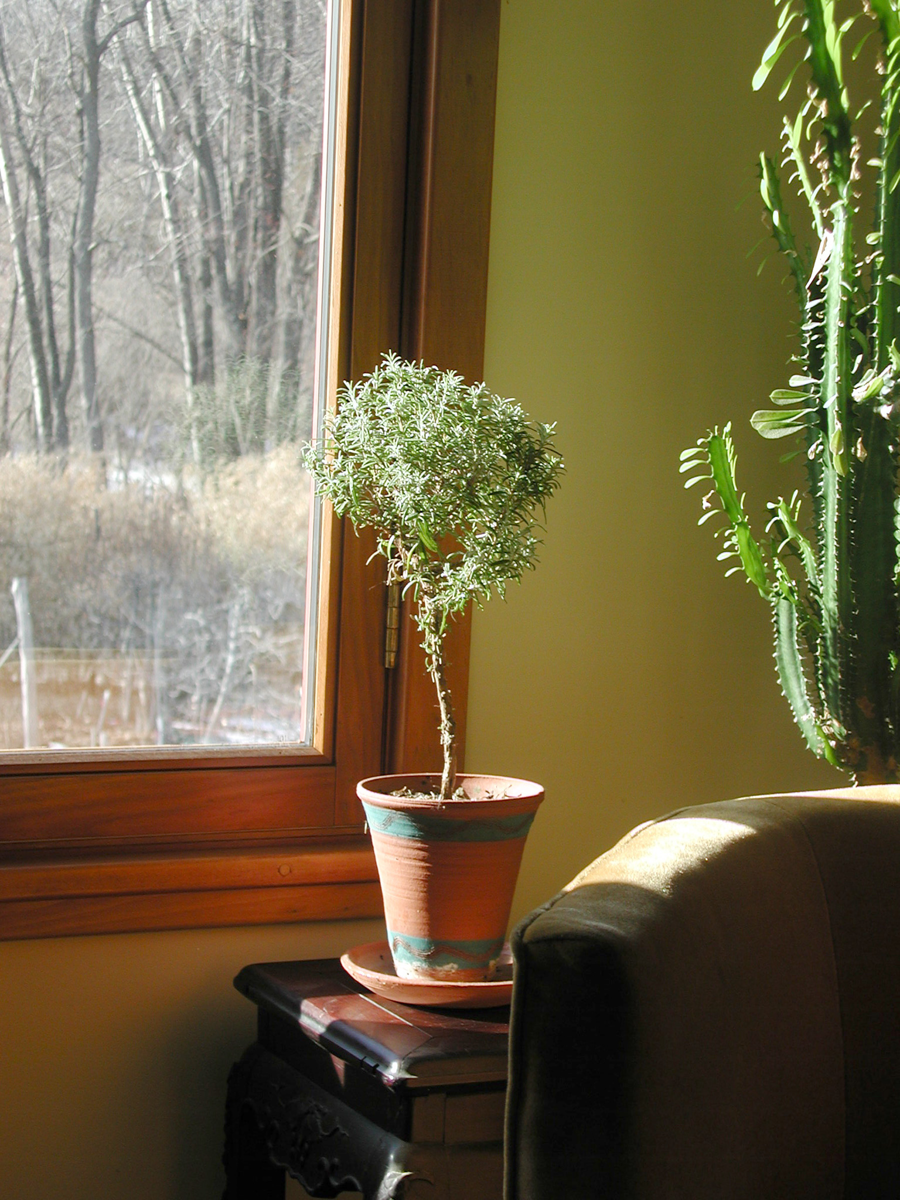 Rosemary Tips – Lee Reich