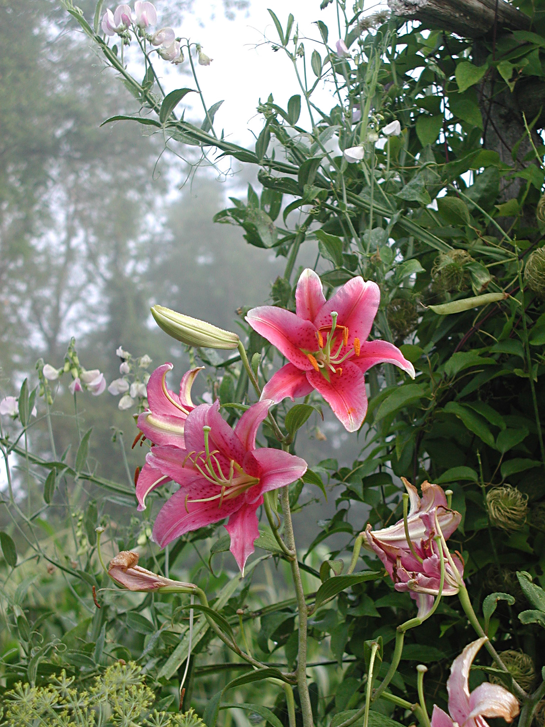 AMUSING MUSINGS – Lee Reich