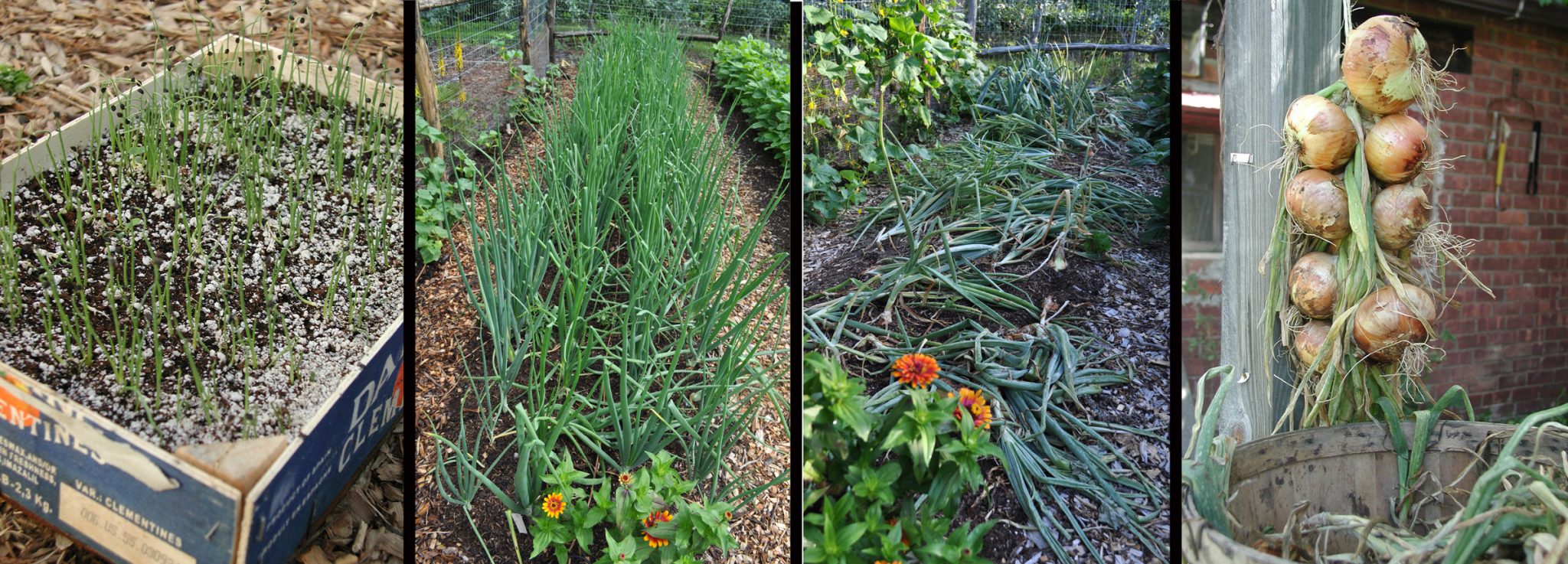 ALL ABOUT ONIONS – Lee Reich