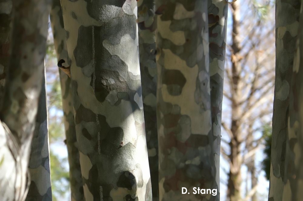 PINING FOR PINES – Lee Reich