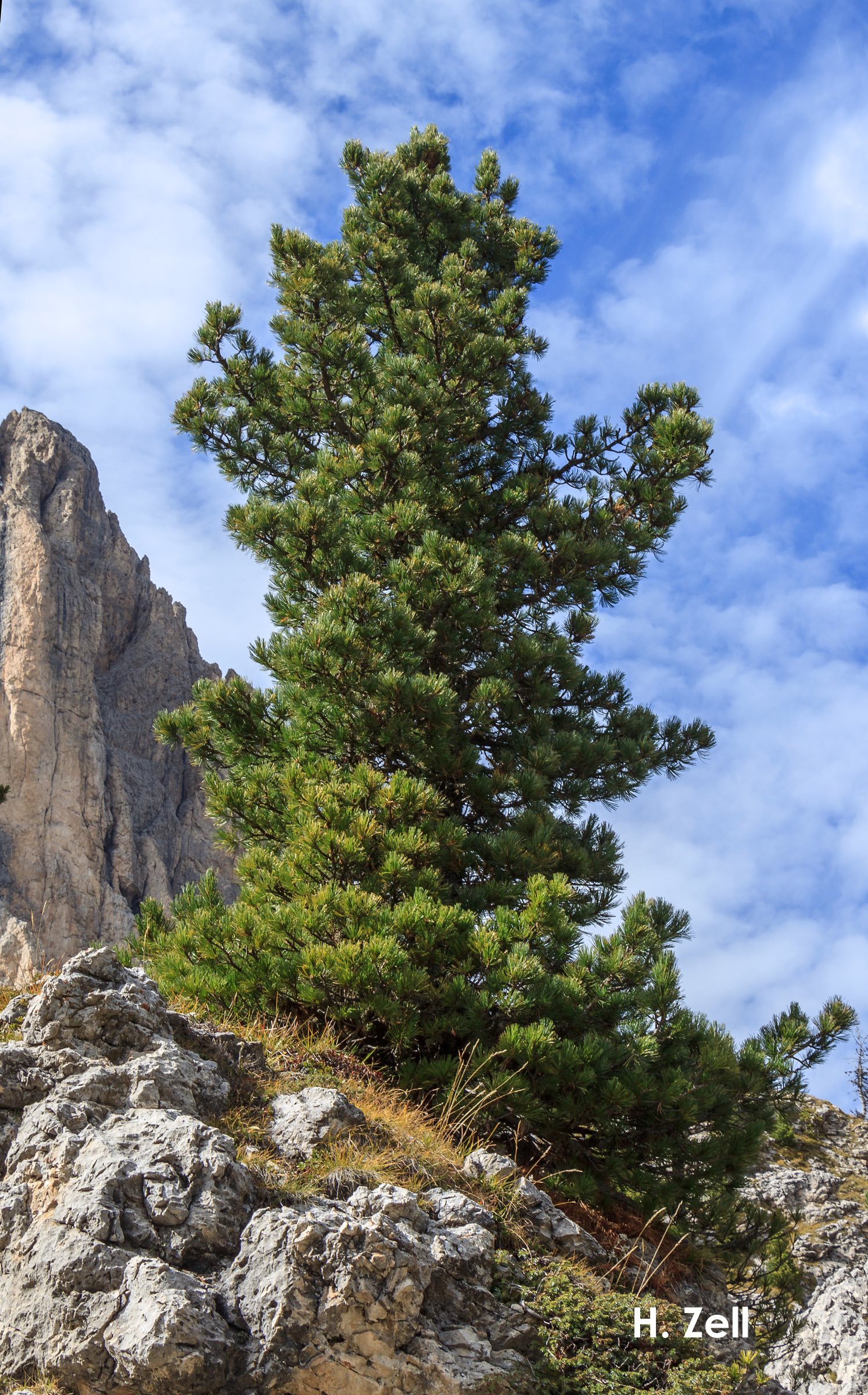 PINING FOR PINES – Lee Reich