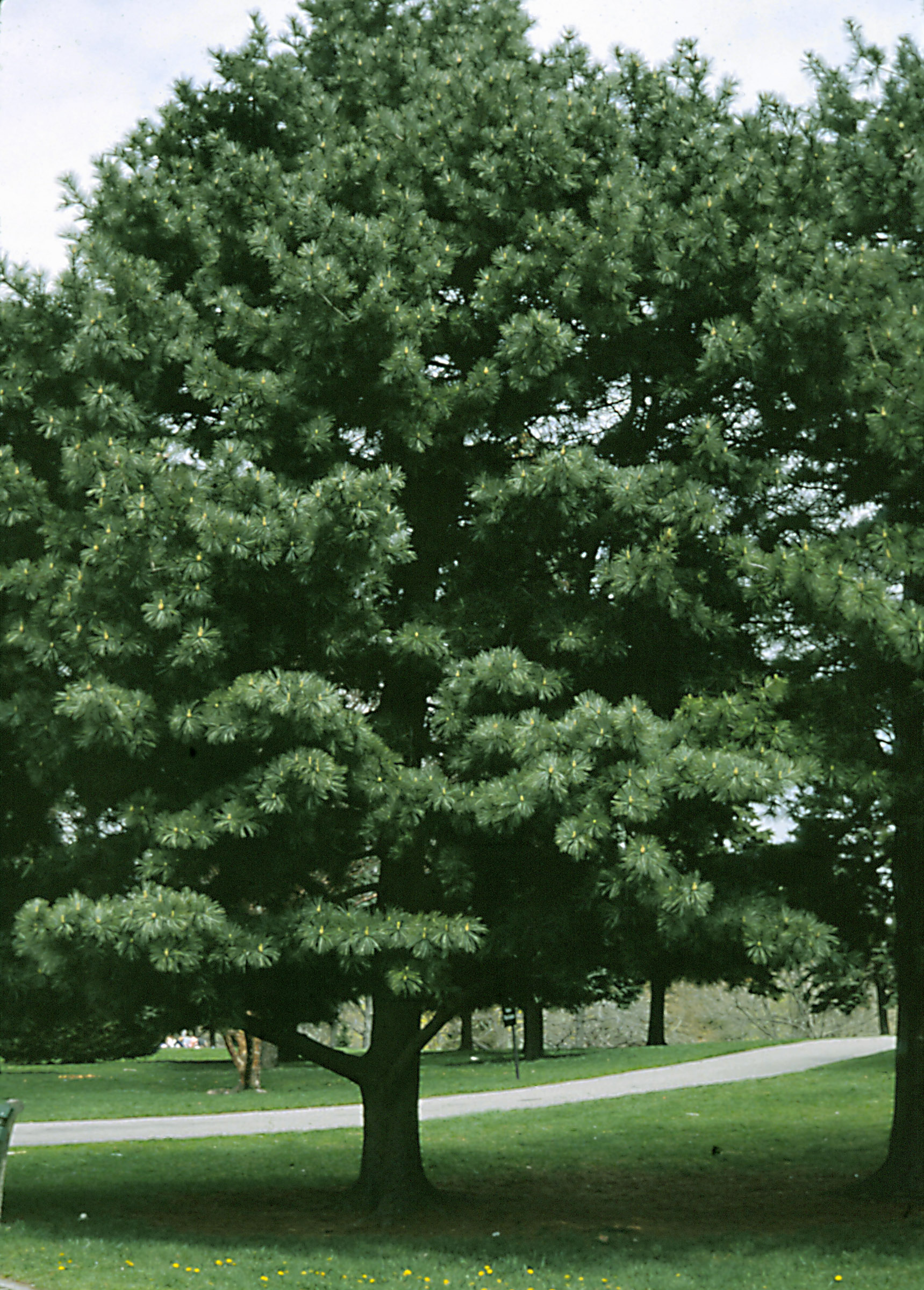 PINING FOR PINES – Lee Reich