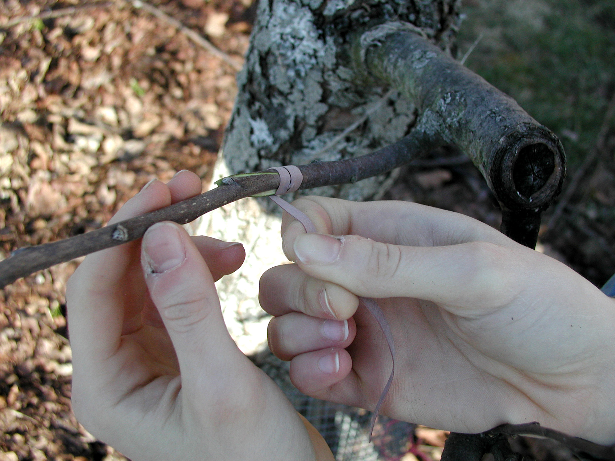 I MAKE TREES – Lee Reich