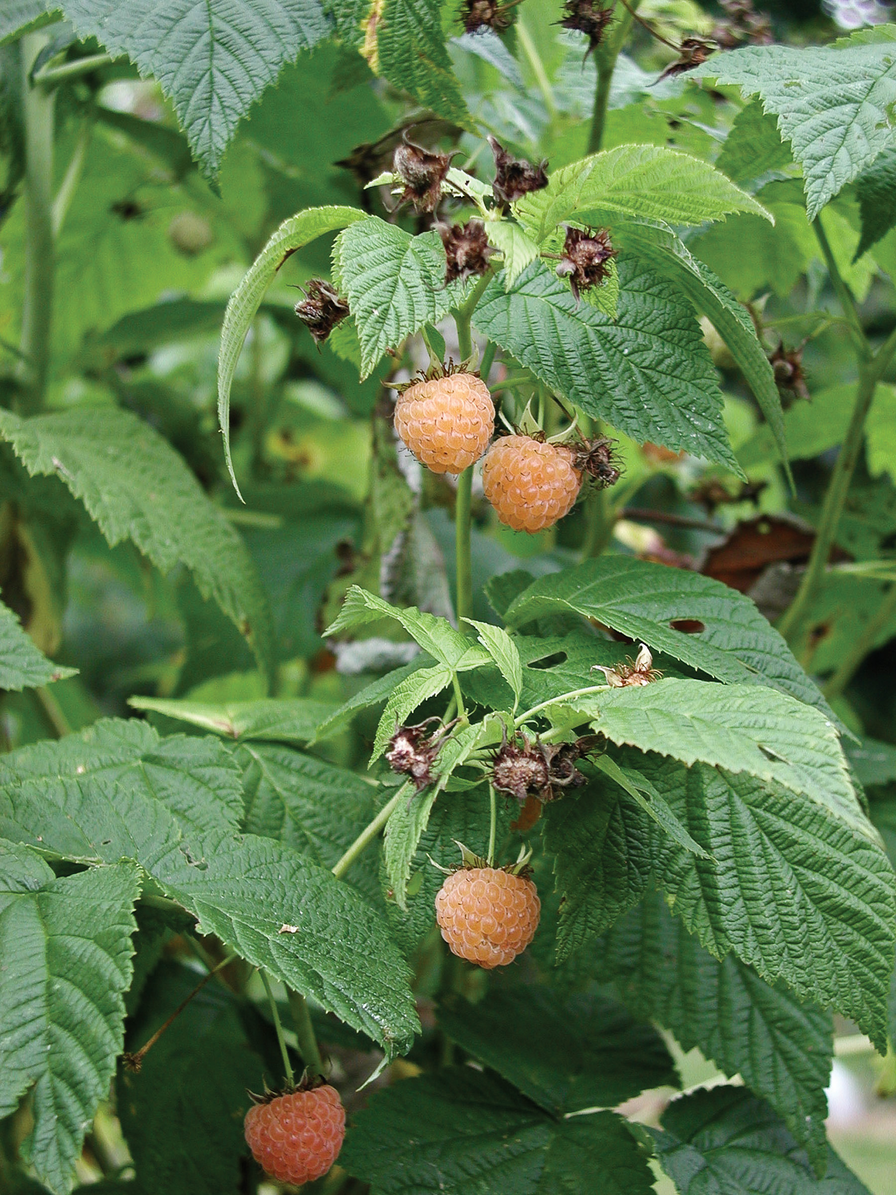 BERRIES & ASPARAGUS REDUX – Lee Reich