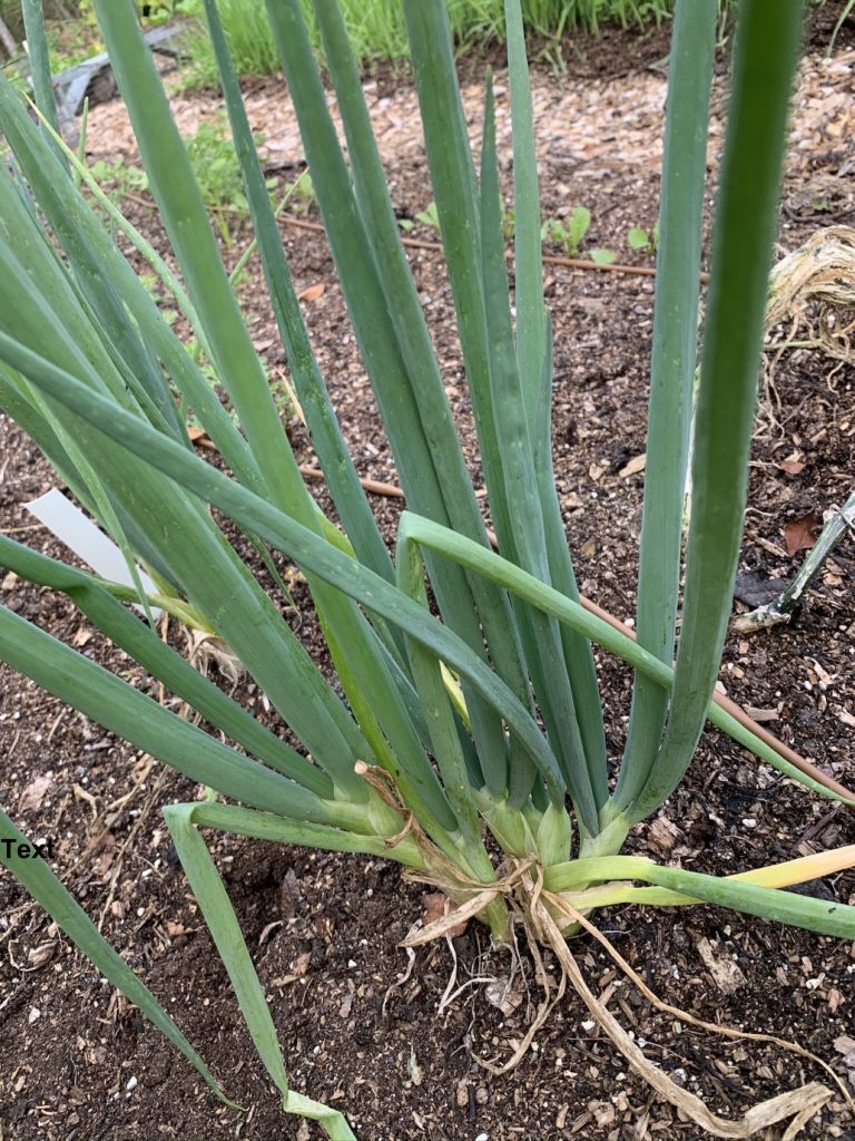 COMPOST, KALE, A FLOWER, AND AN ODD ONION – Lee Reich