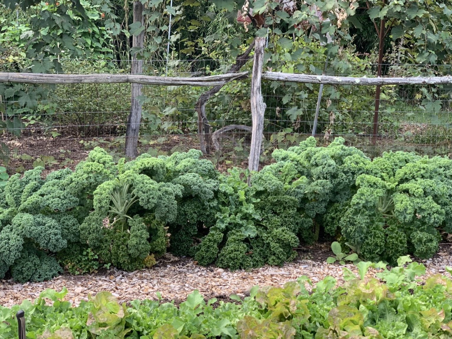 COMPOST, KALE, A FLOWER, AND AN ODD ONION – Lee Reich