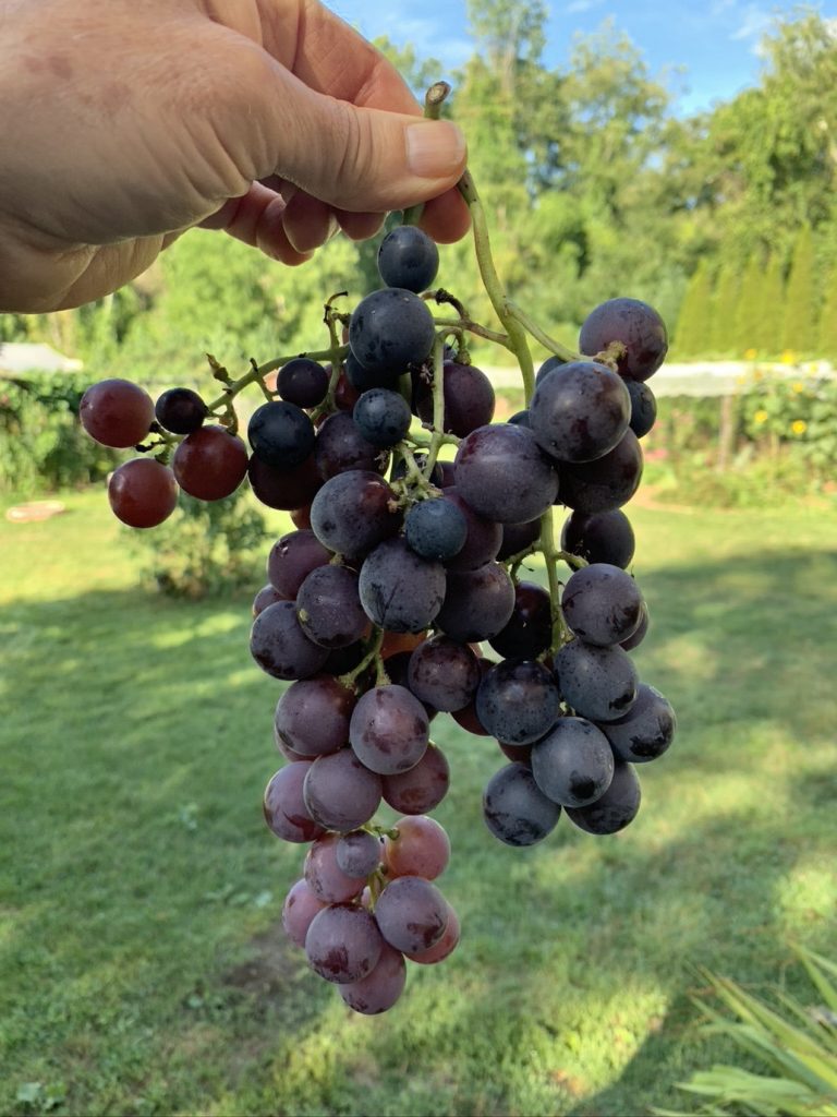 DAILY GRAPES – Lee Reich