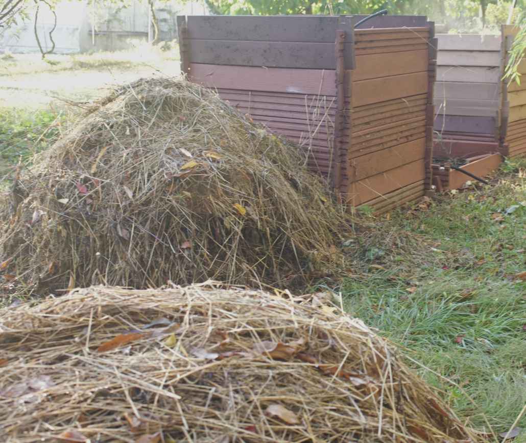 COMPOST, LOOKING AHEAD, LOOKING BACK – Lee Reich