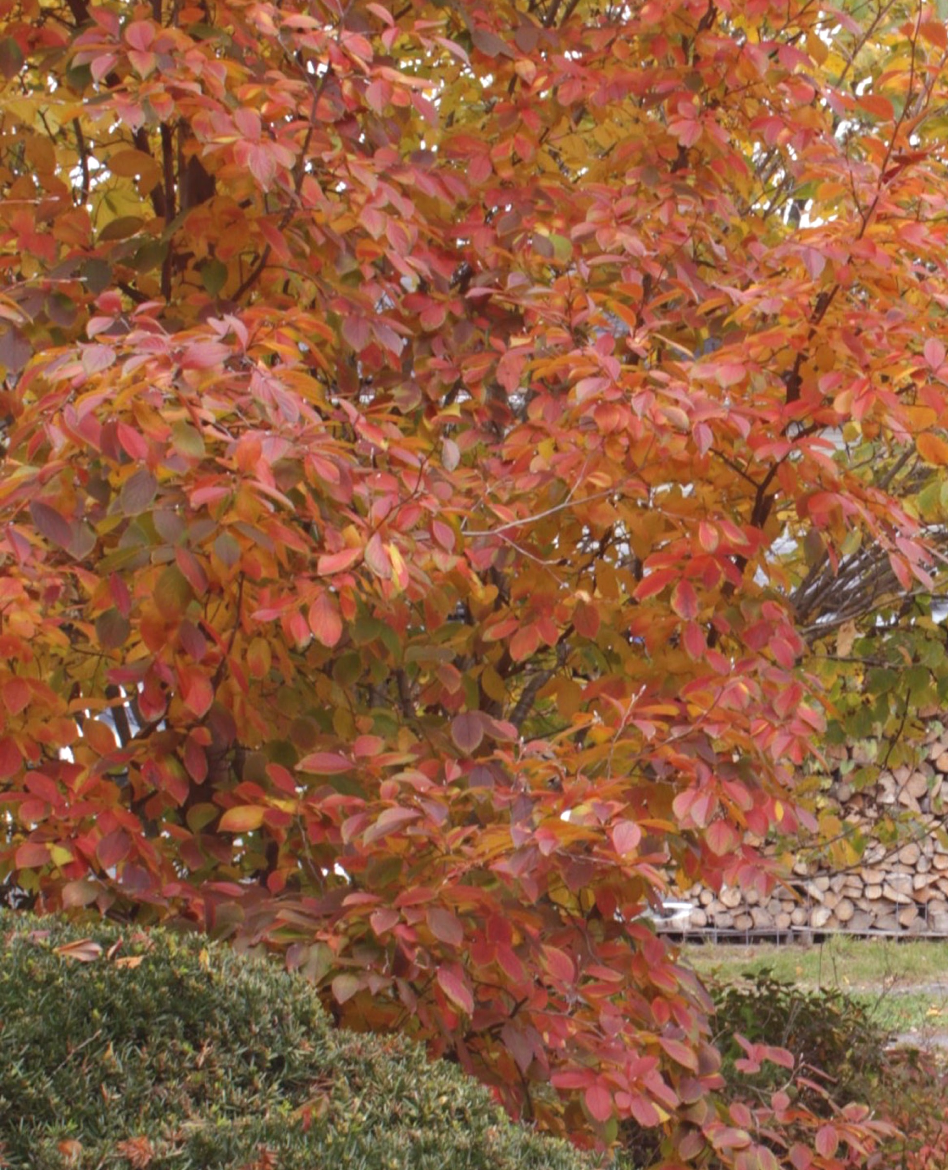 THE SHOW GOES ON – Lee Reich